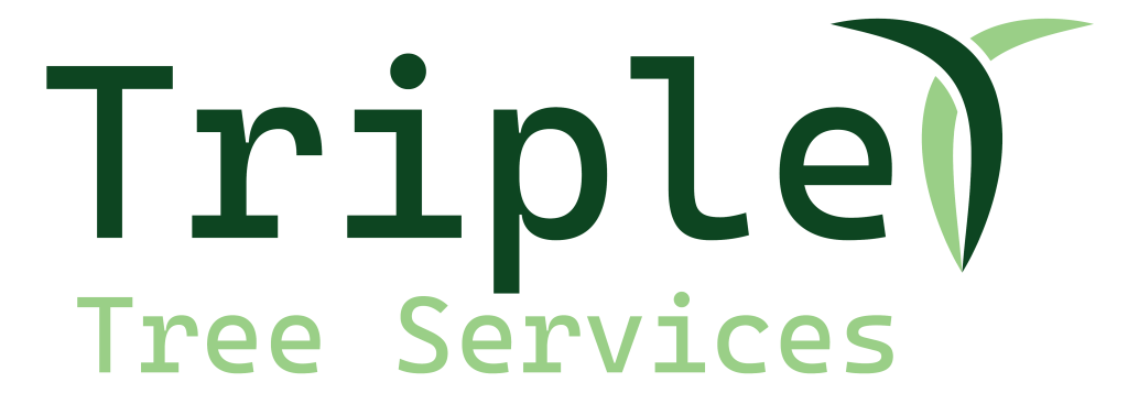 How Much Does Tree Trimming Cost in Sydney in 2026?