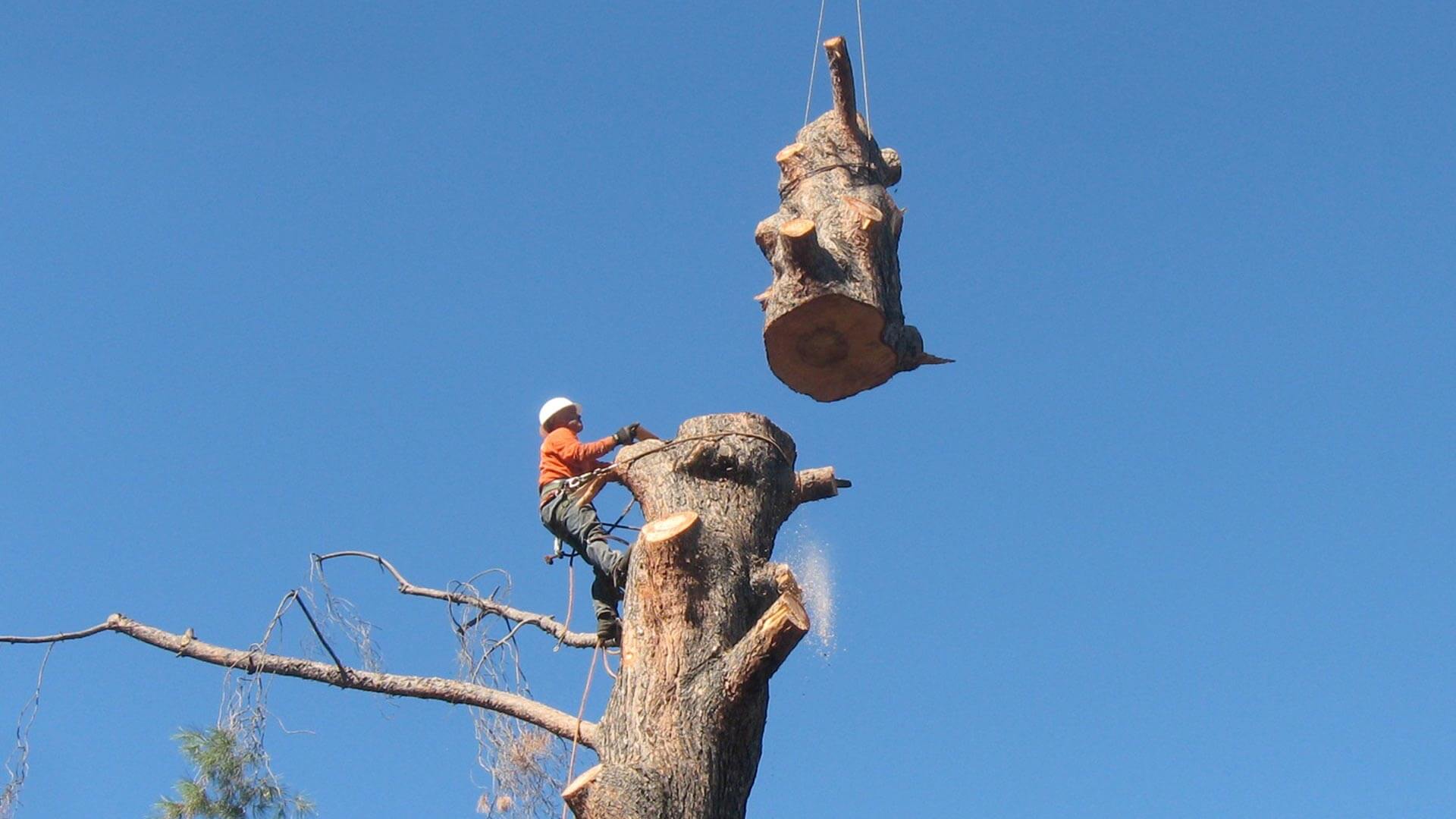 Tree Removal Sydney North Shore & Hills | Triple T Tree Services